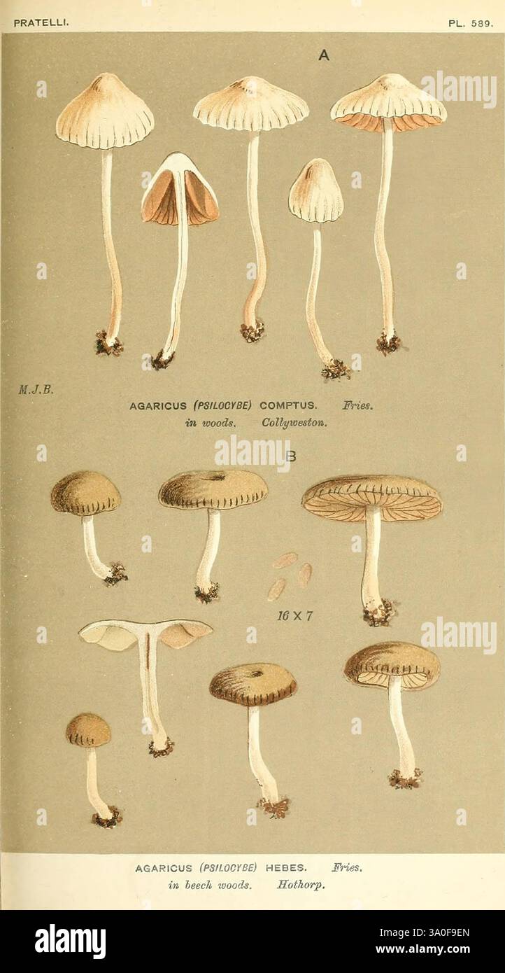 Illustrations, of, British, Fungi, (Hymenomycetes), to, serve, as, an ...