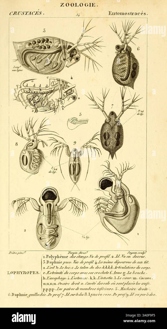 Series of detailed anatomical drawings of various crustaceans hi-res ...