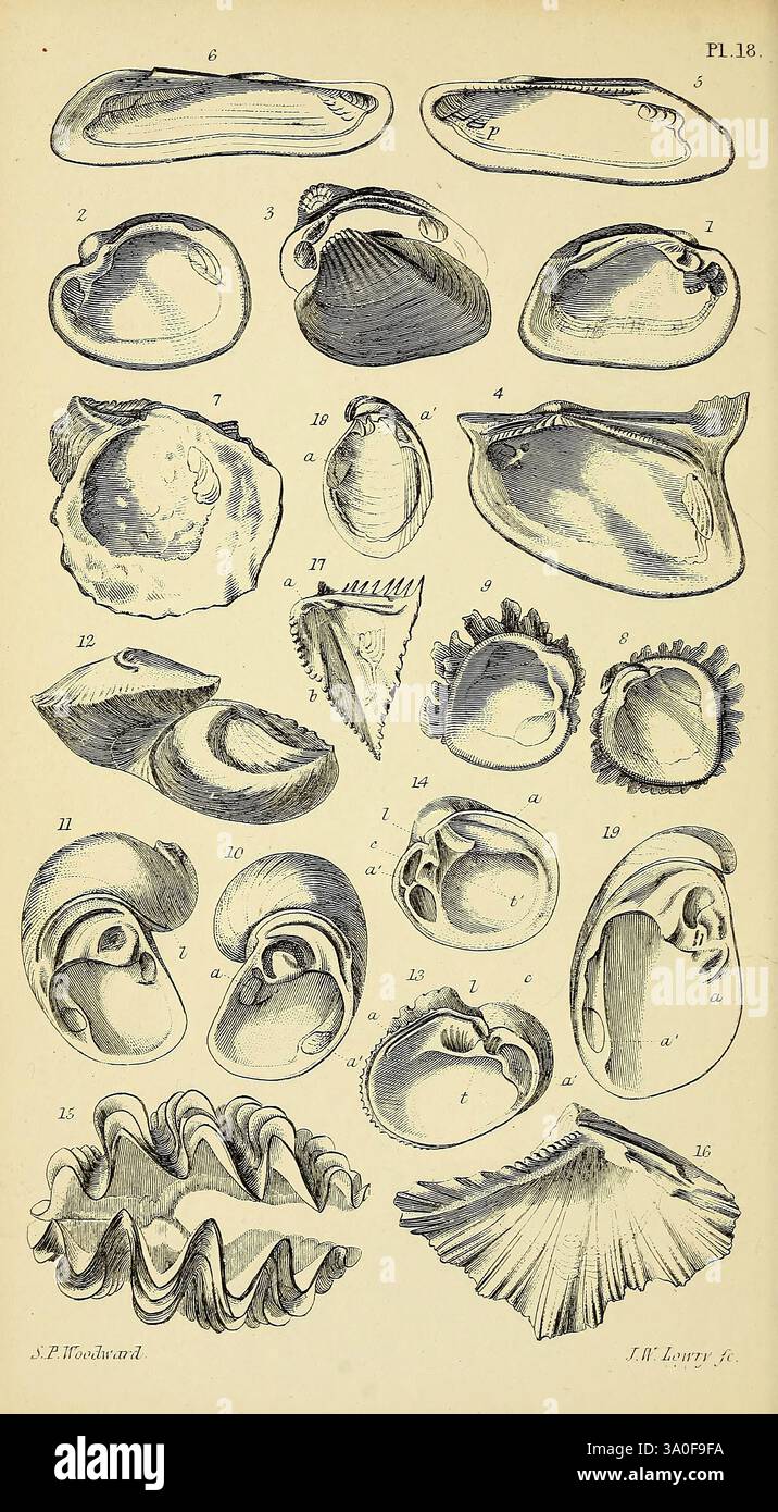 Revealing distinctions in size hi-res stock photography and images - Alamy