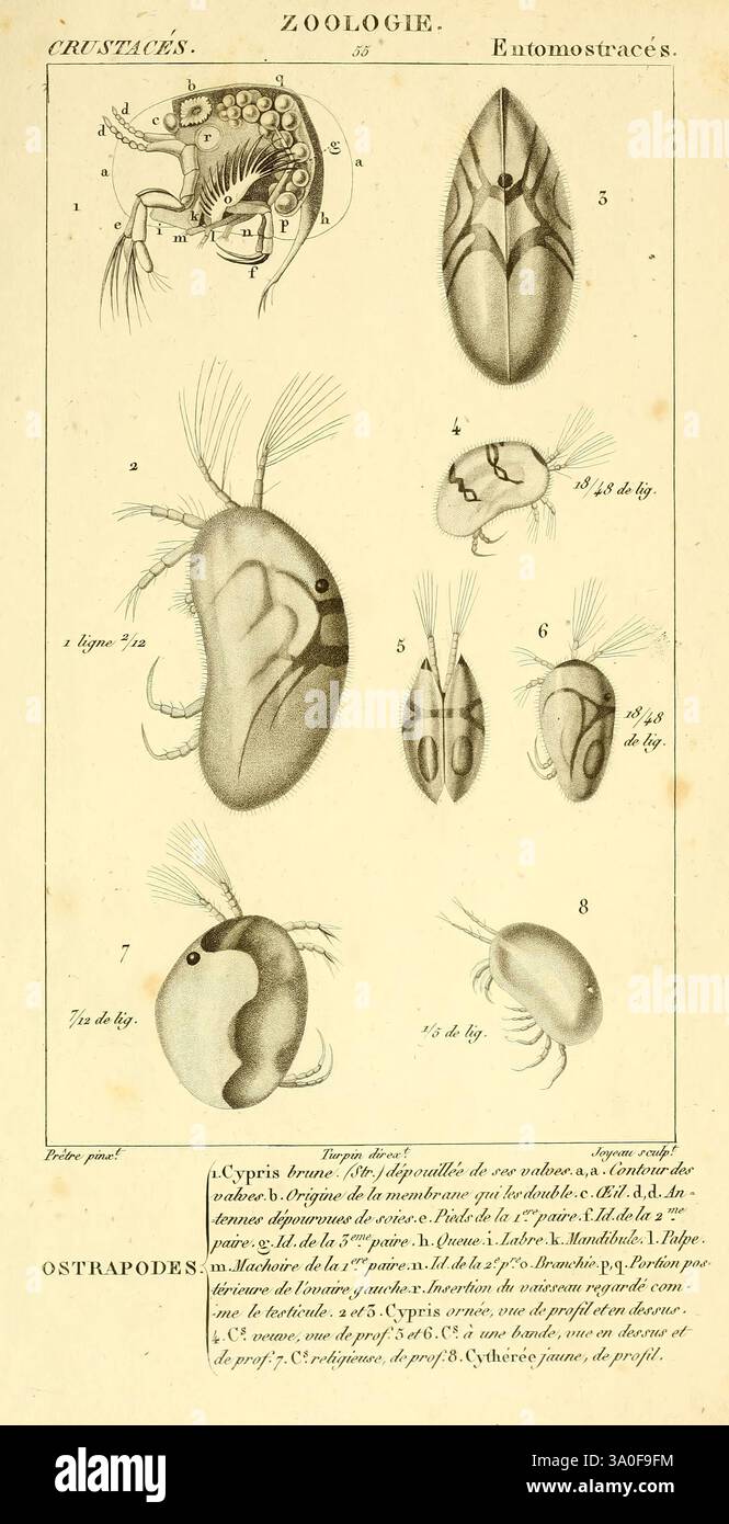 Intricate anatomical structures of different organisms hi-res stock ...