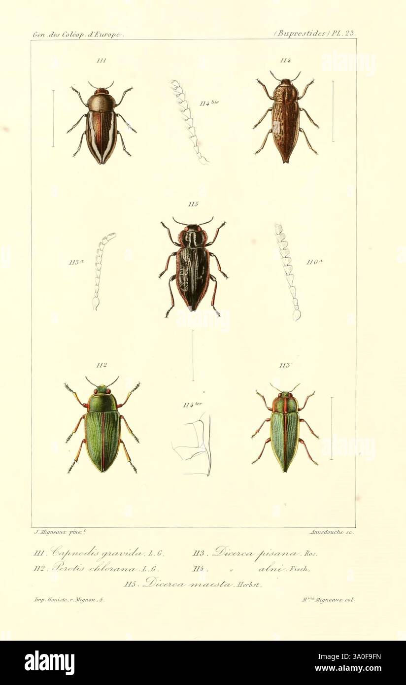 Two smaller variants hi-res stock photography and images - Alamy