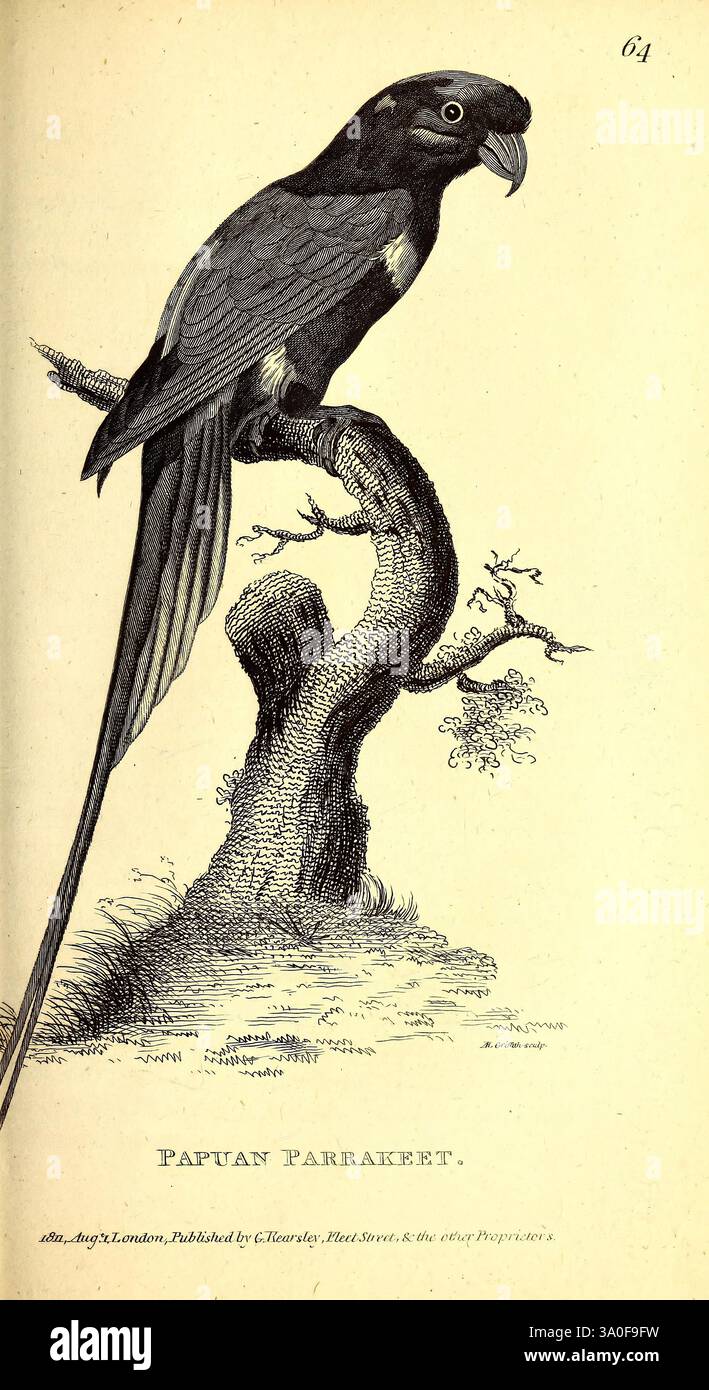 Distinctive plumage showcases bold markings hi-res stock photography ...