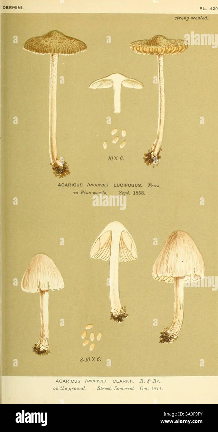 Detailed study of different species of mushrooms hi-res stock ...