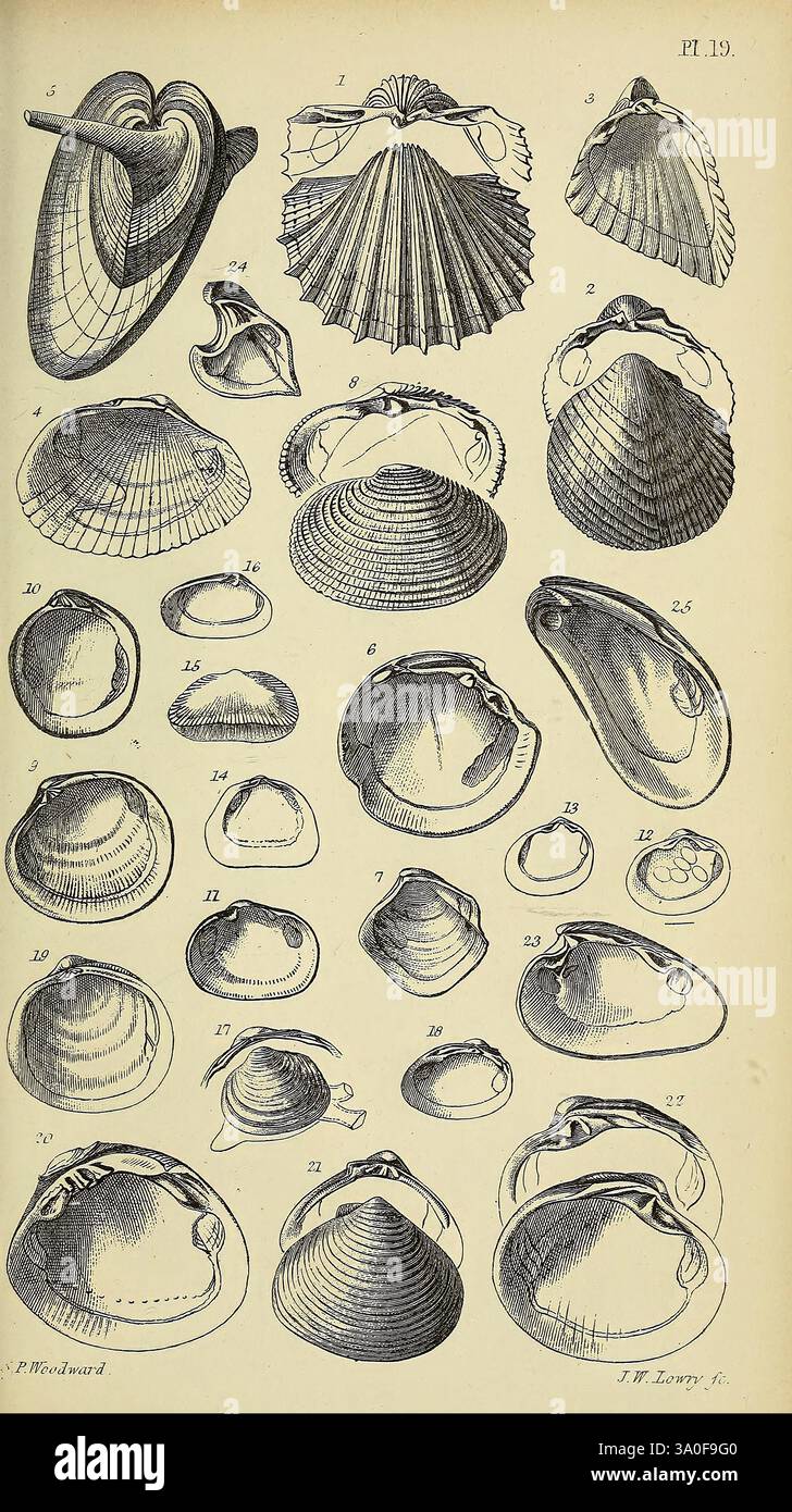 Different types of bivalves hi-res stock photography and images - Alamy