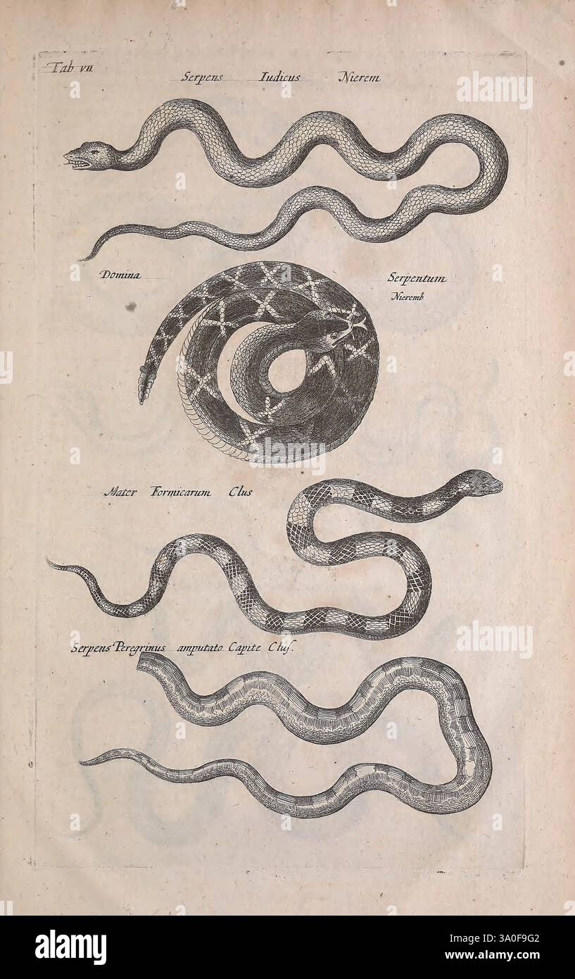 Presented on another serpent labeled hi-res stock photography and ...