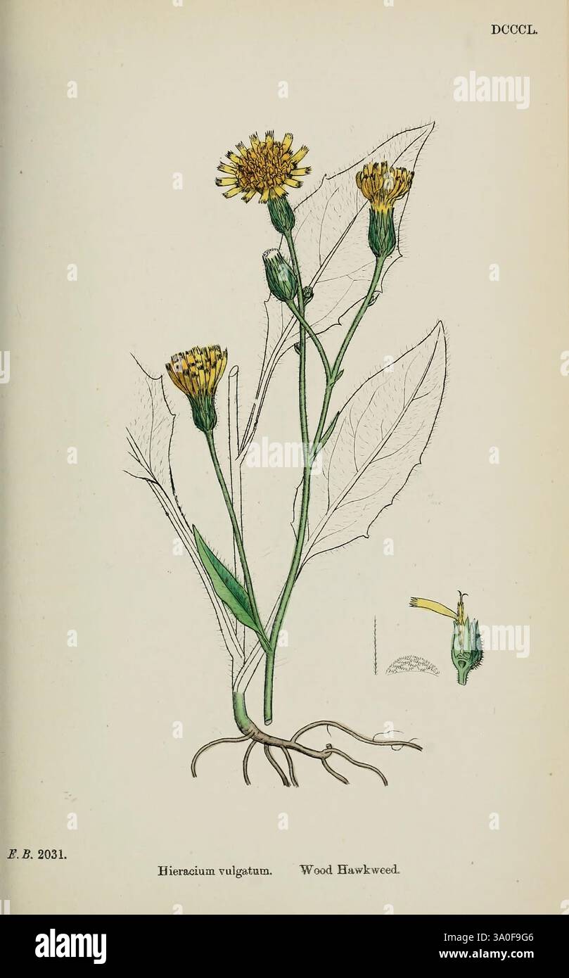 English, botany, Coloured, figures, British, plants, London, R ...