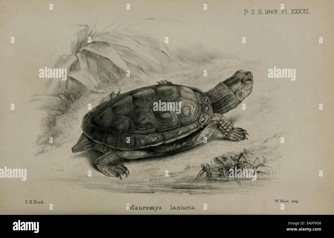 Featuring subtle textured patterns hi-res stock photography and images ...