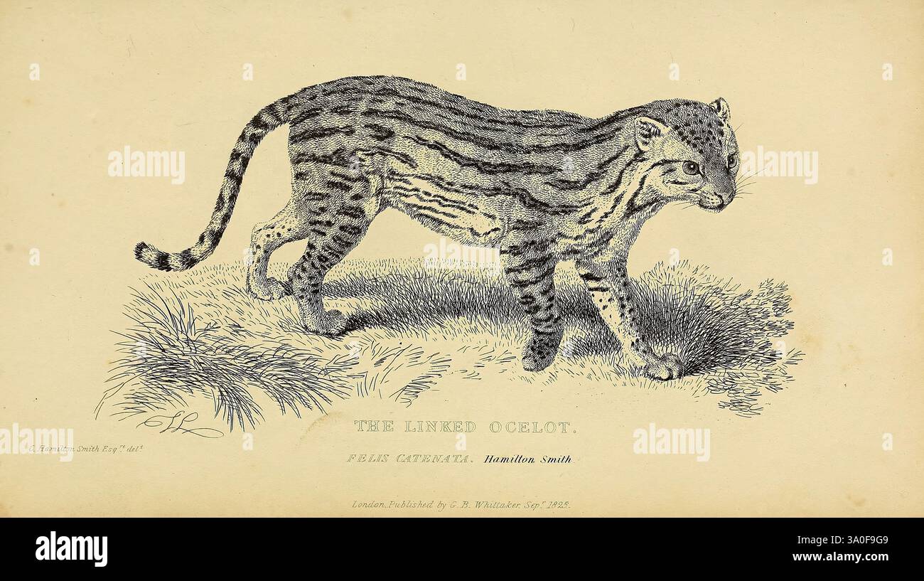 Subtle outlines enhance hi-res stock photography and images - Alamy