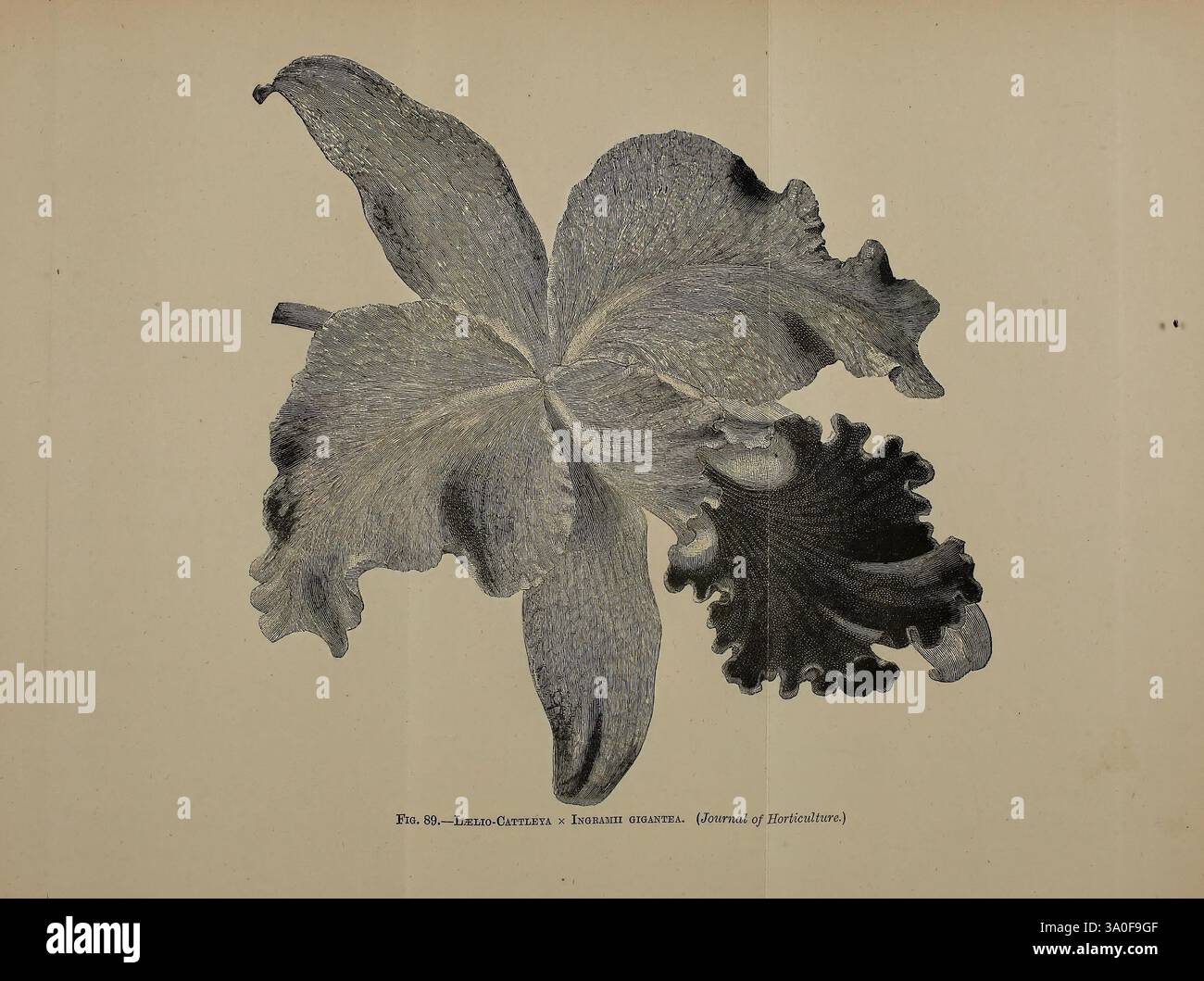 Leaf features broad lobes hi-res stock photography and images - Alamy