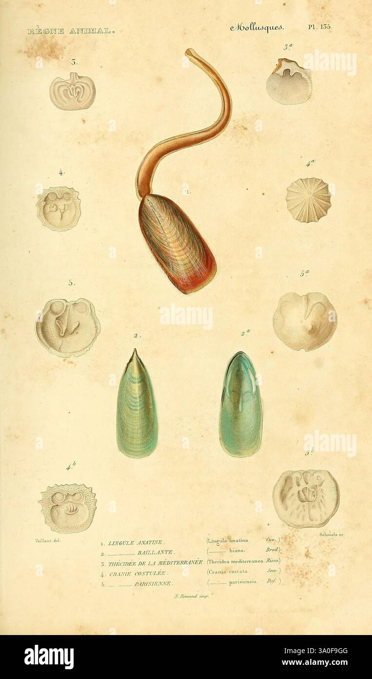 Representing different shell species hi-res stock photography and ...