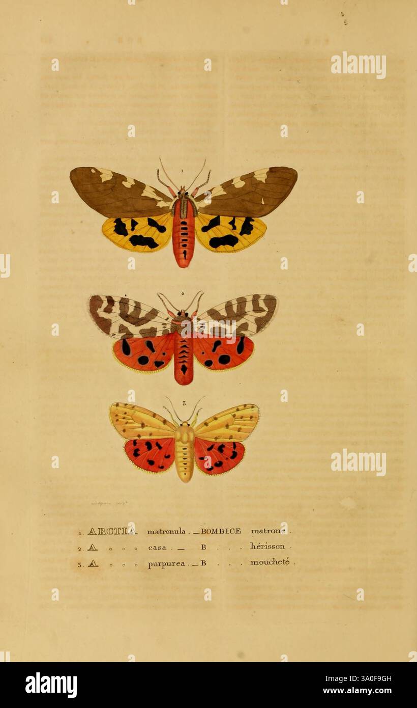 Middle moth displays hi-res stock photography and images - Alamy