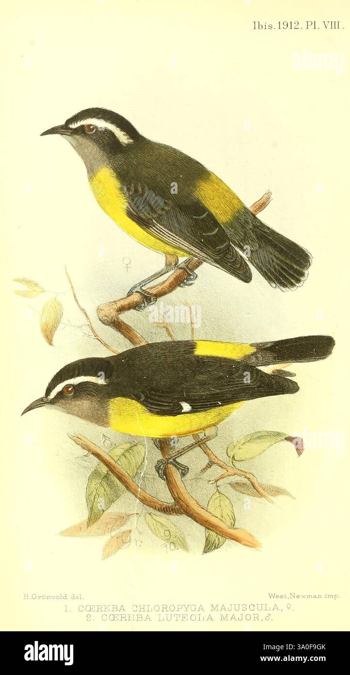 Ibis London Published British Ornithologists' Union Academic Press ...