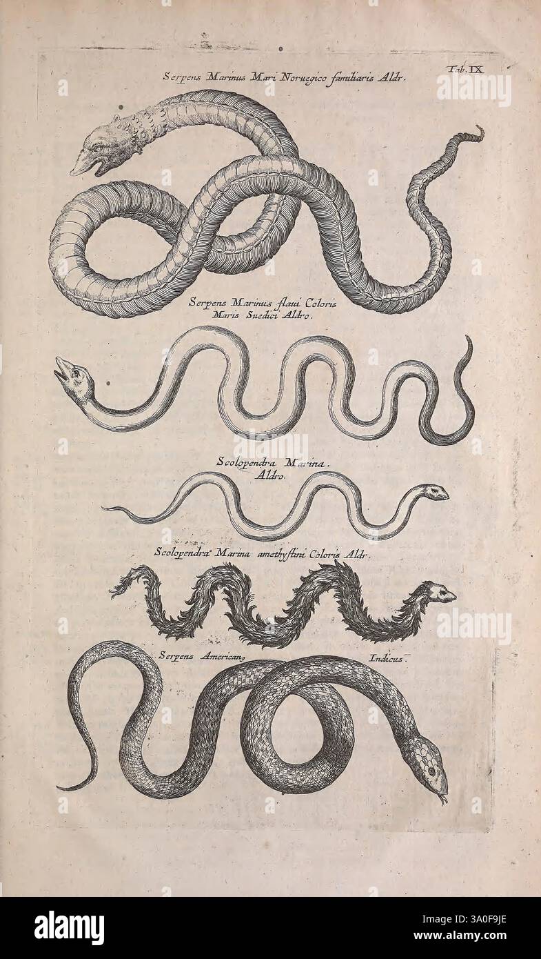 Serpens marmoratus flavo cinctus hi-res stock photography and images ...