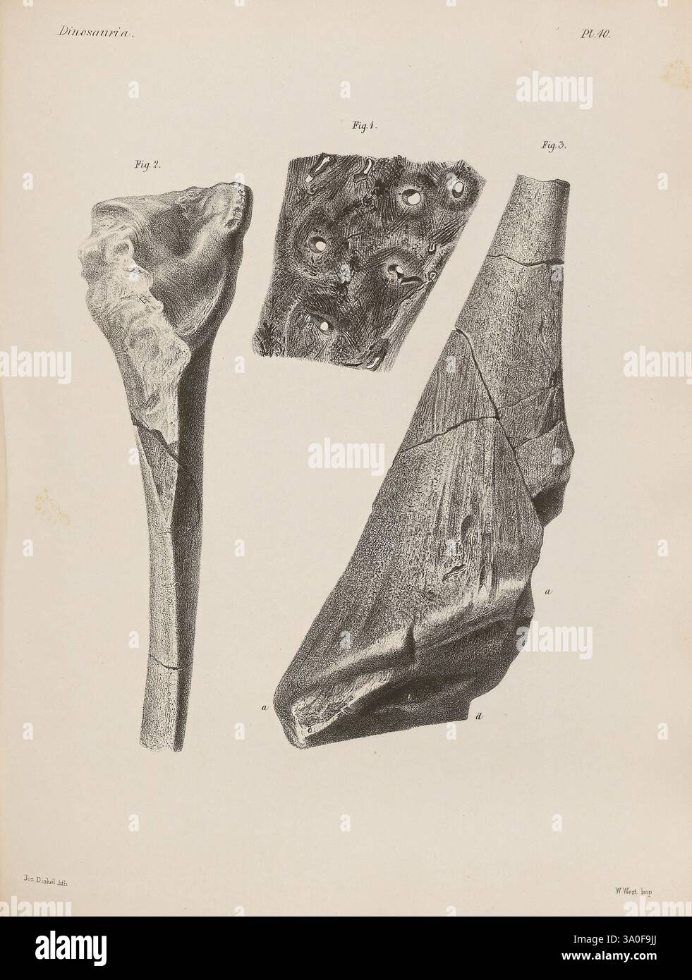 Larger skeletal system hi-res stock photography and images - Alamy