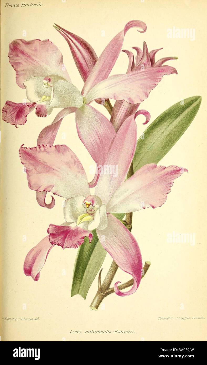 Frilled petals in soft pink hues hi-res stock photography and images ...