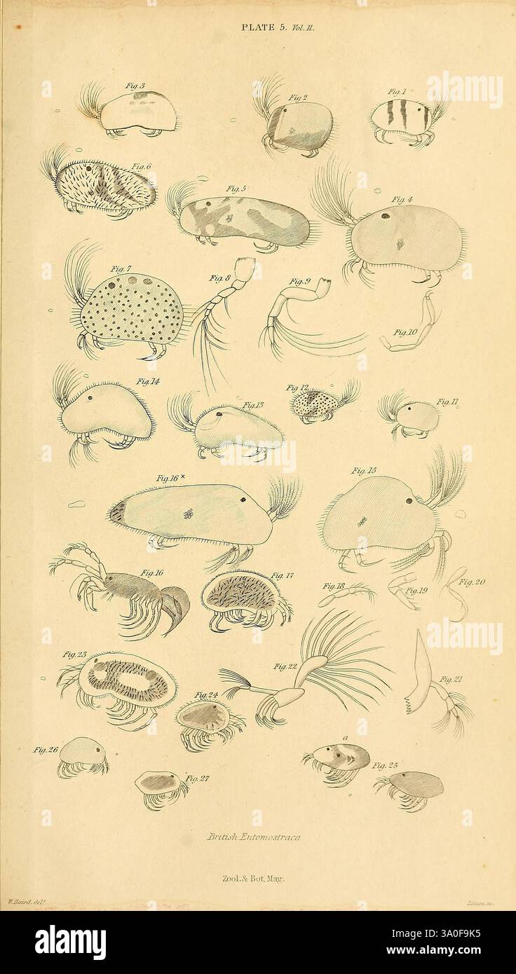 Include different types of mollusks hi-res stock photography and images - Alamy