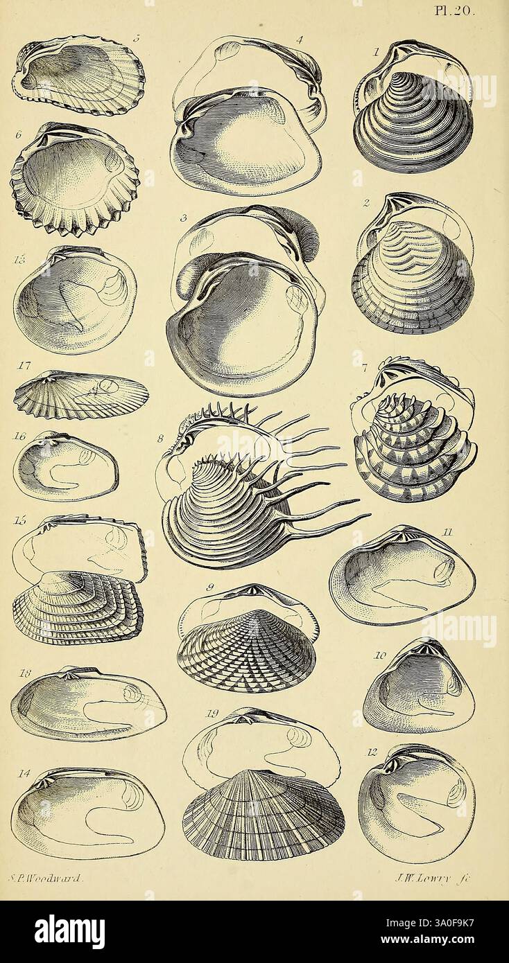 Display features numerous examples of different shell forms hi-res ...