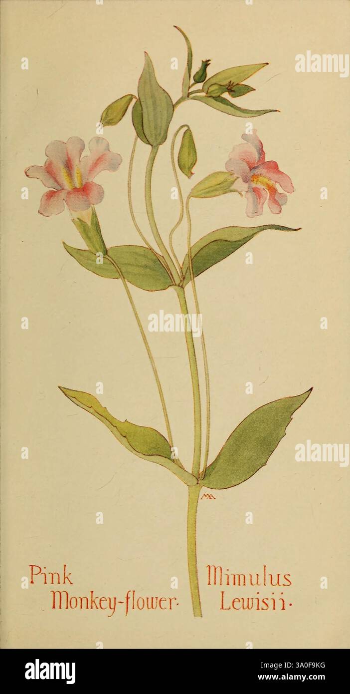 Field book of western wild flowers, New York, 1915, identification ...