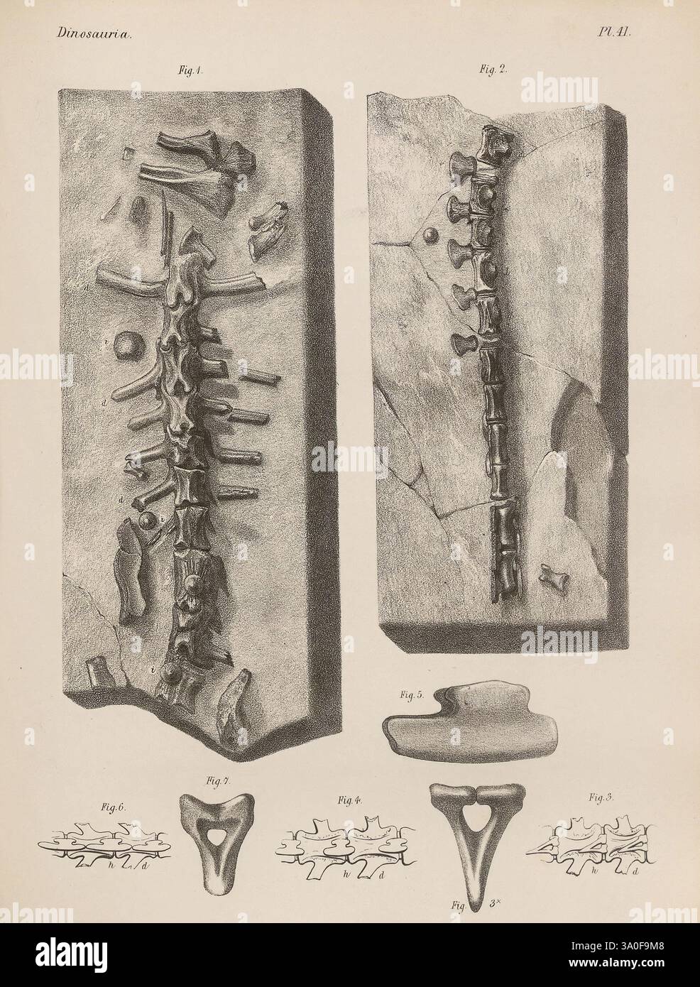 Different arrangement of vertebrae hi-res stock photography and images ...