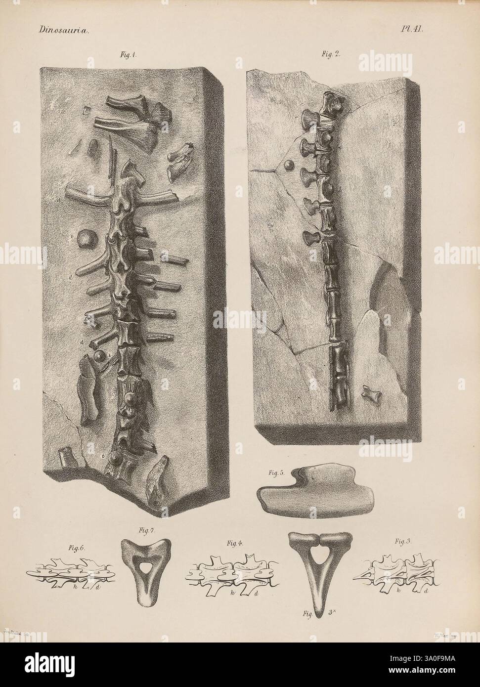 Set of fossilized dinosaur bones hi-res stock photography and images ...