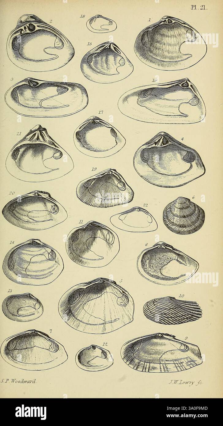 A manual of the Mollusca, London, Virtue & Co, 1868, mollusks, mollusk ...