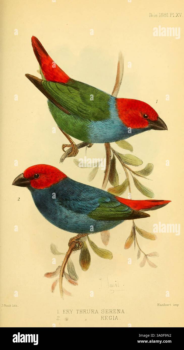 Illustration depicts two vibrant birds hi-res stock photography and ...