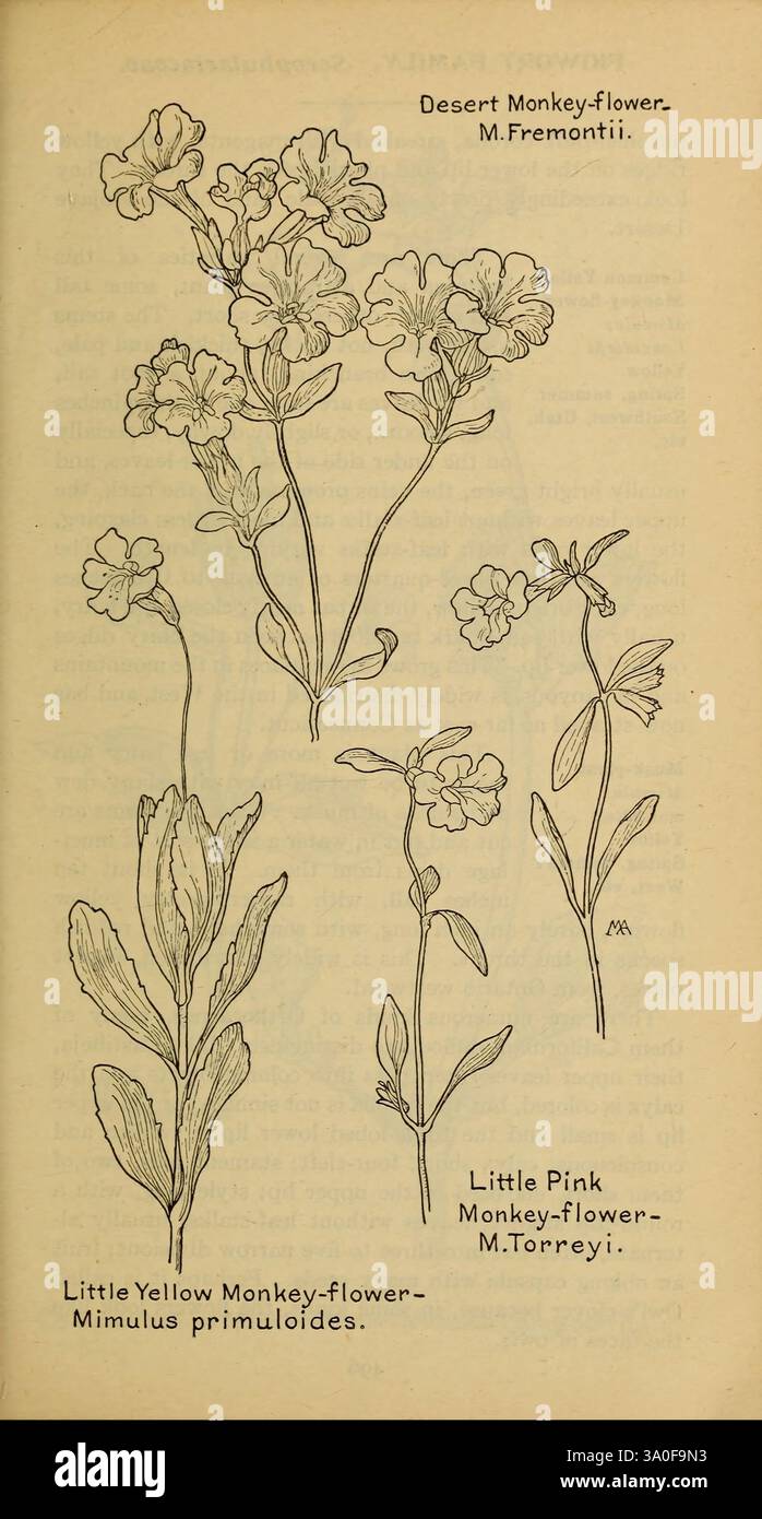 Little yellow monkey flower hi-res stock photography and images - Alamy