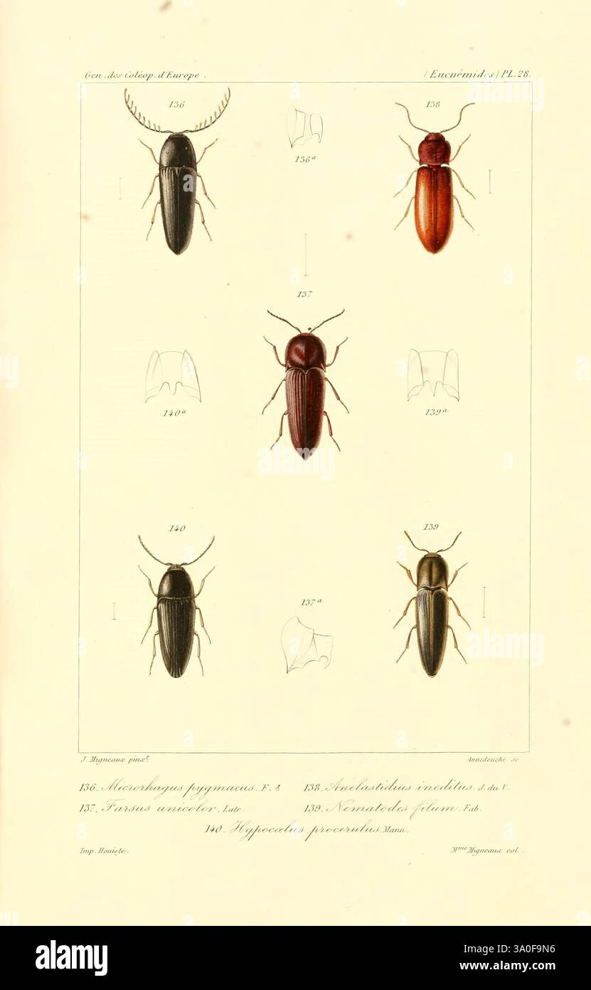 Rounded beetle stands hi-res stock photography and images - Alamy