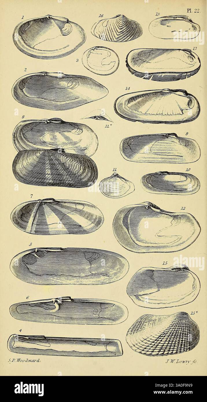 Series of detailed depictions of various mollusk species hi-res stock ...