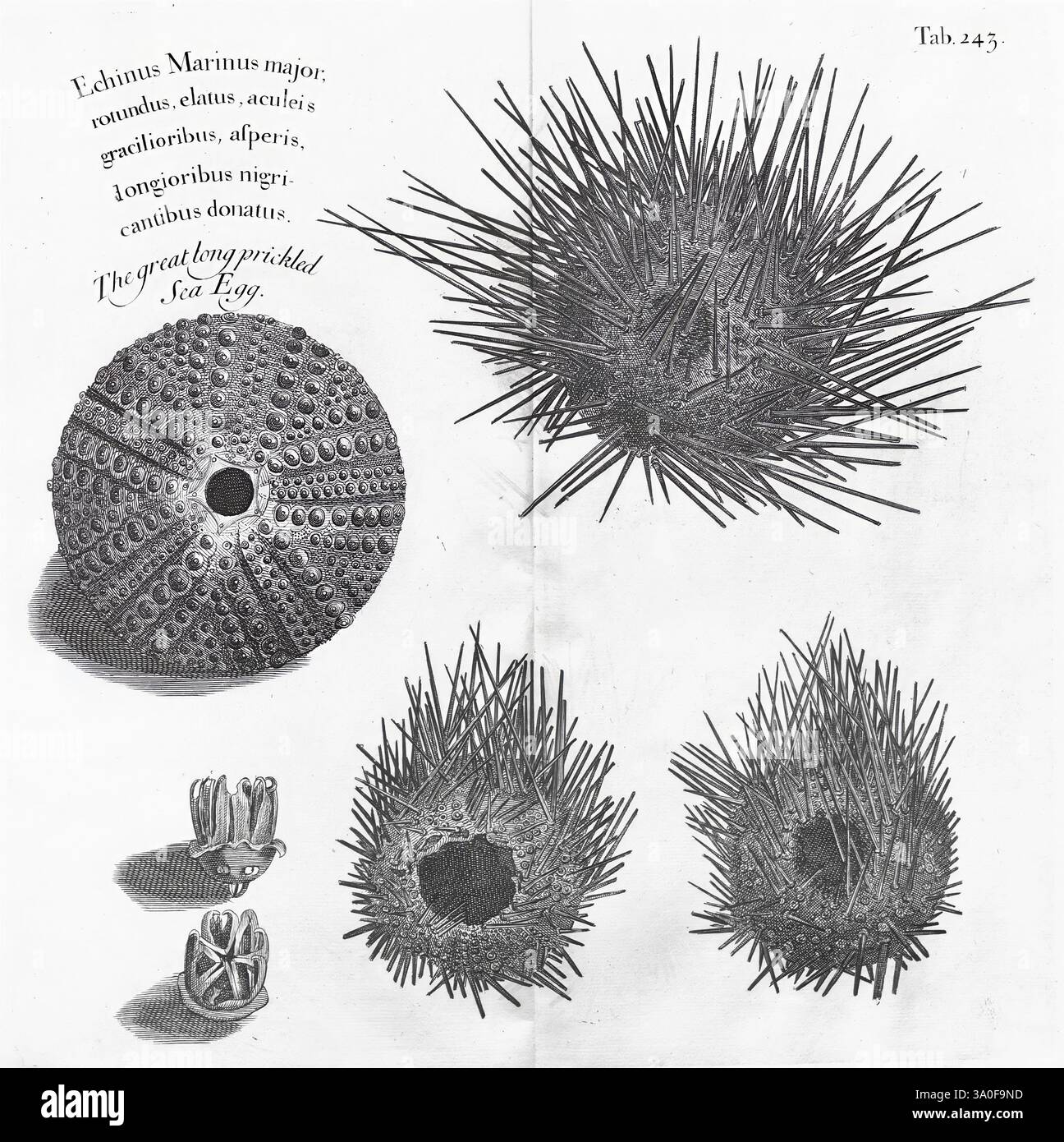 A voyage to the islands Madera Barbados Nieves S. Christophers Jamaica ...