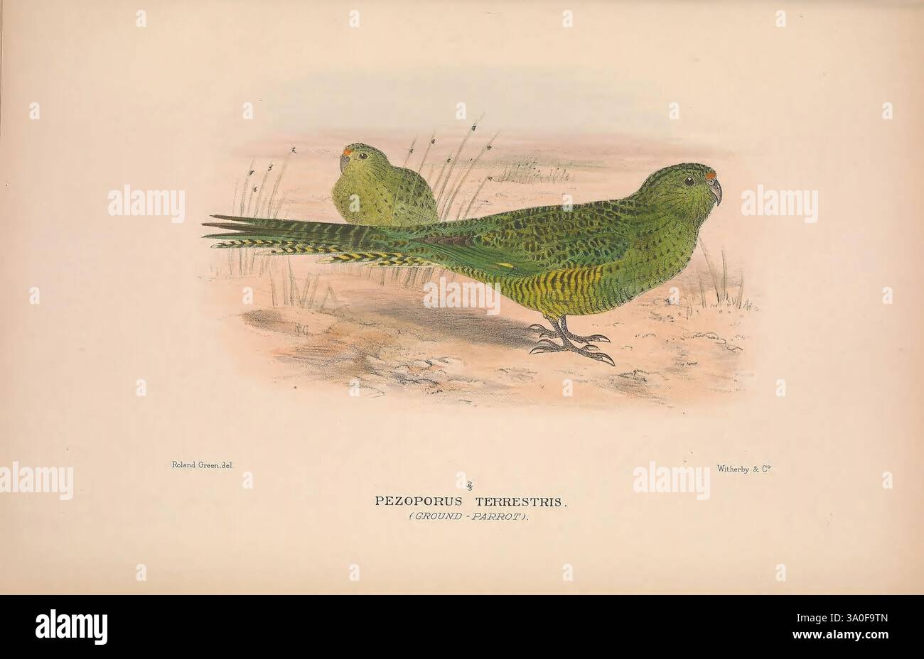 Two vibrant green budgerigars hi-res stock photography and images - Alamy