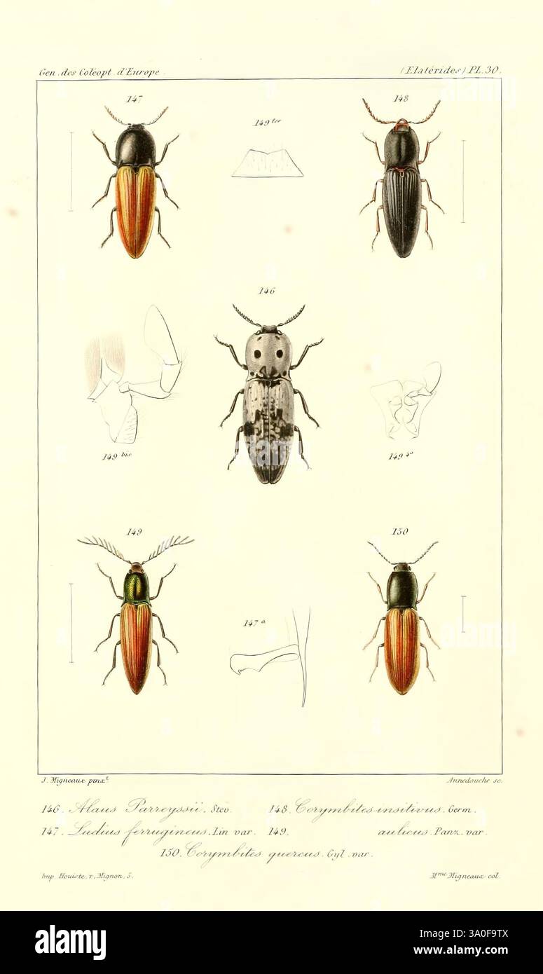 Magnified views of specific parts hi-res stock photography and images ...