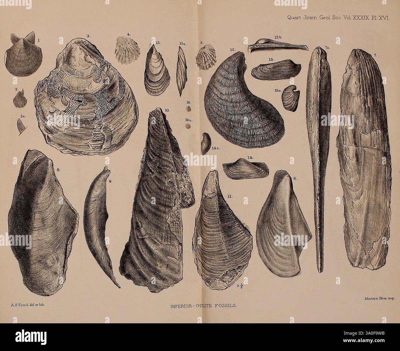 Indicating diversity in marine life hi-res stock photography and images ...