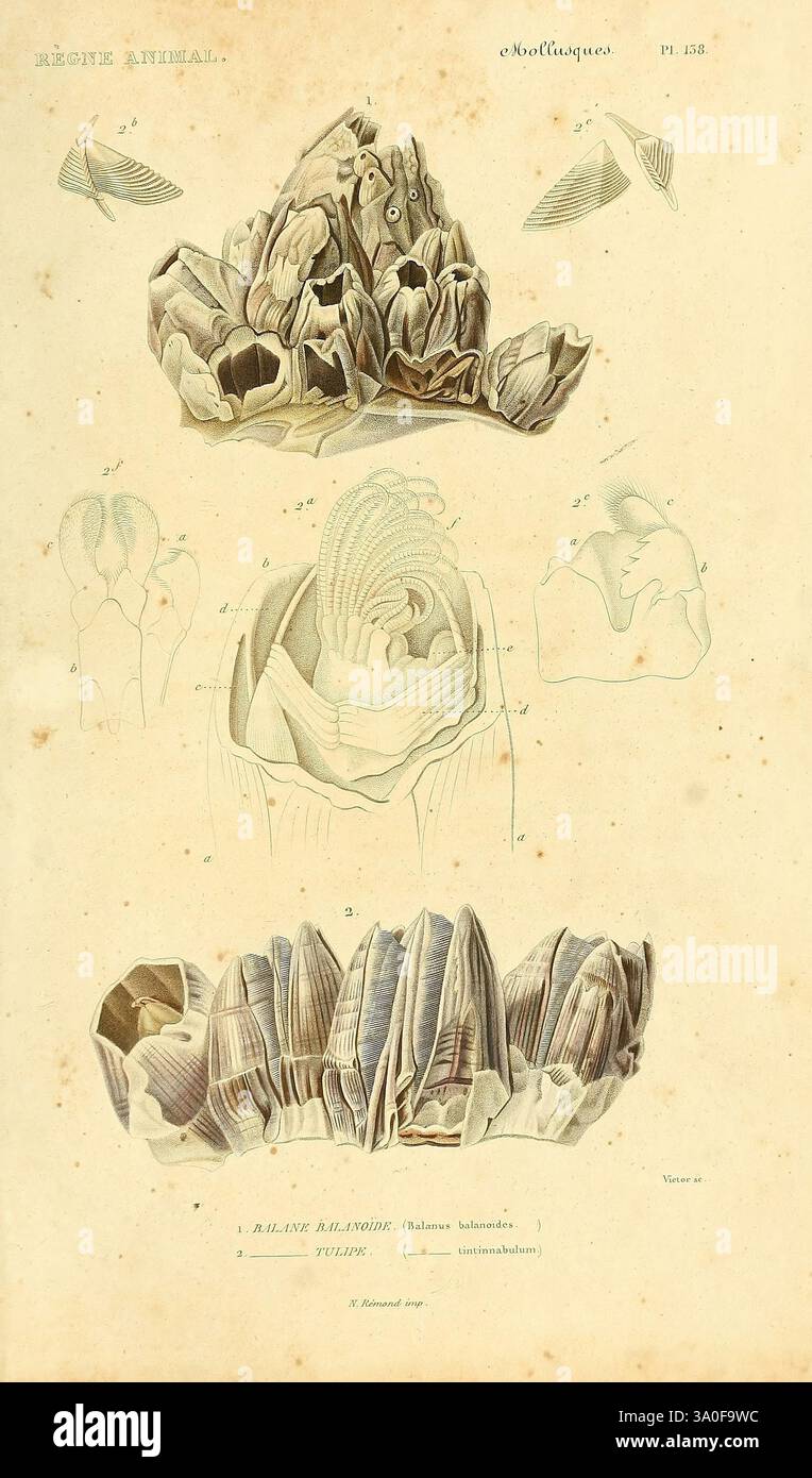 Clustered formation of shells hi-res stock photography and images - Alamy
