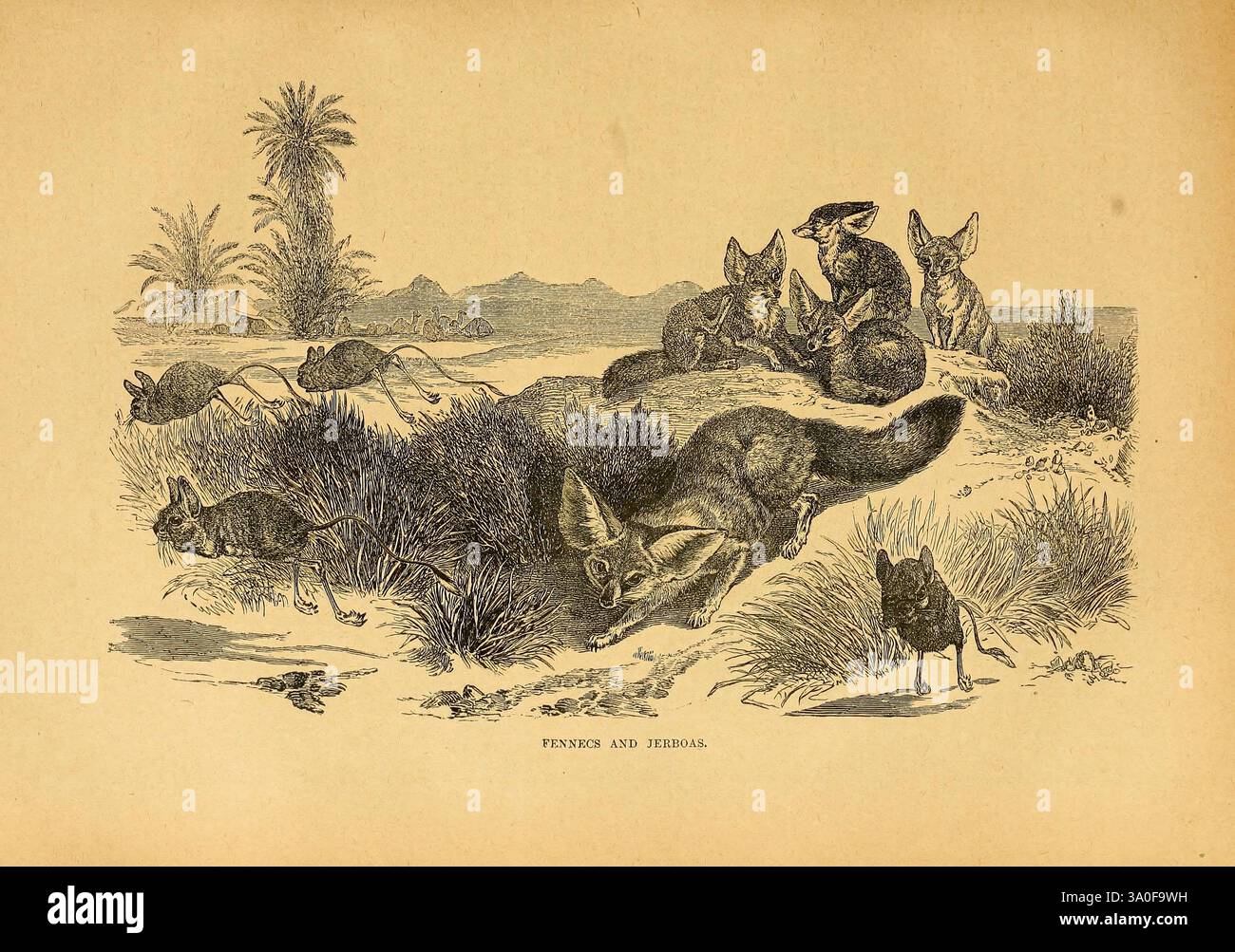 Vulpes zerda fennec fennec fox fox jerboa lesser egyptian jerboa hi-res ...