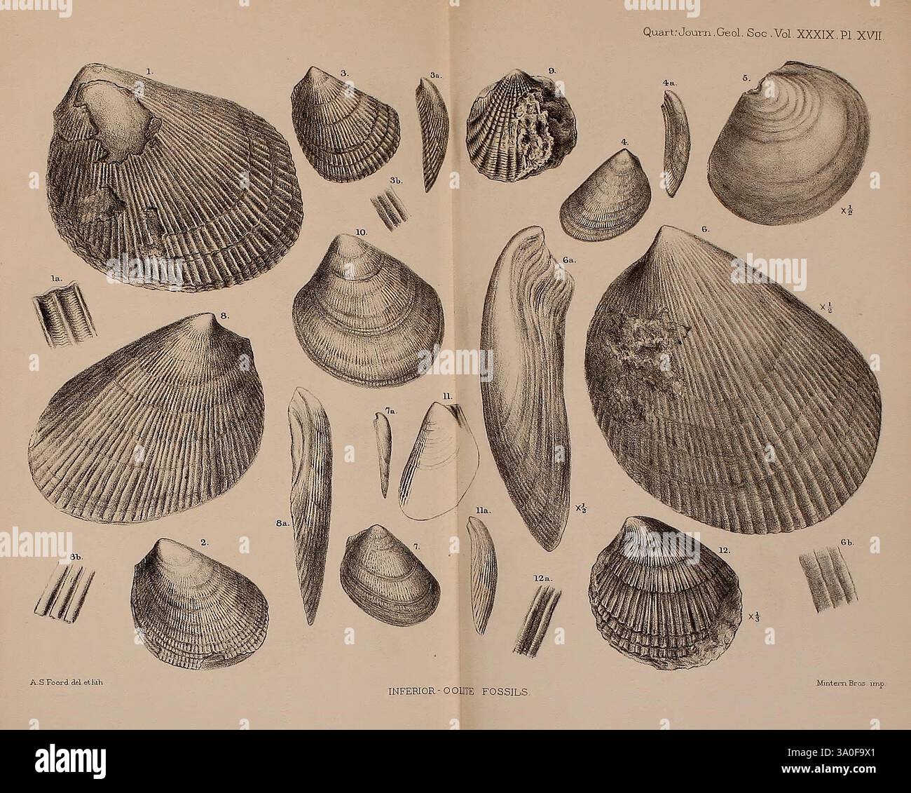 Variety of detailed illustrations of shells hi-res stock photography ...