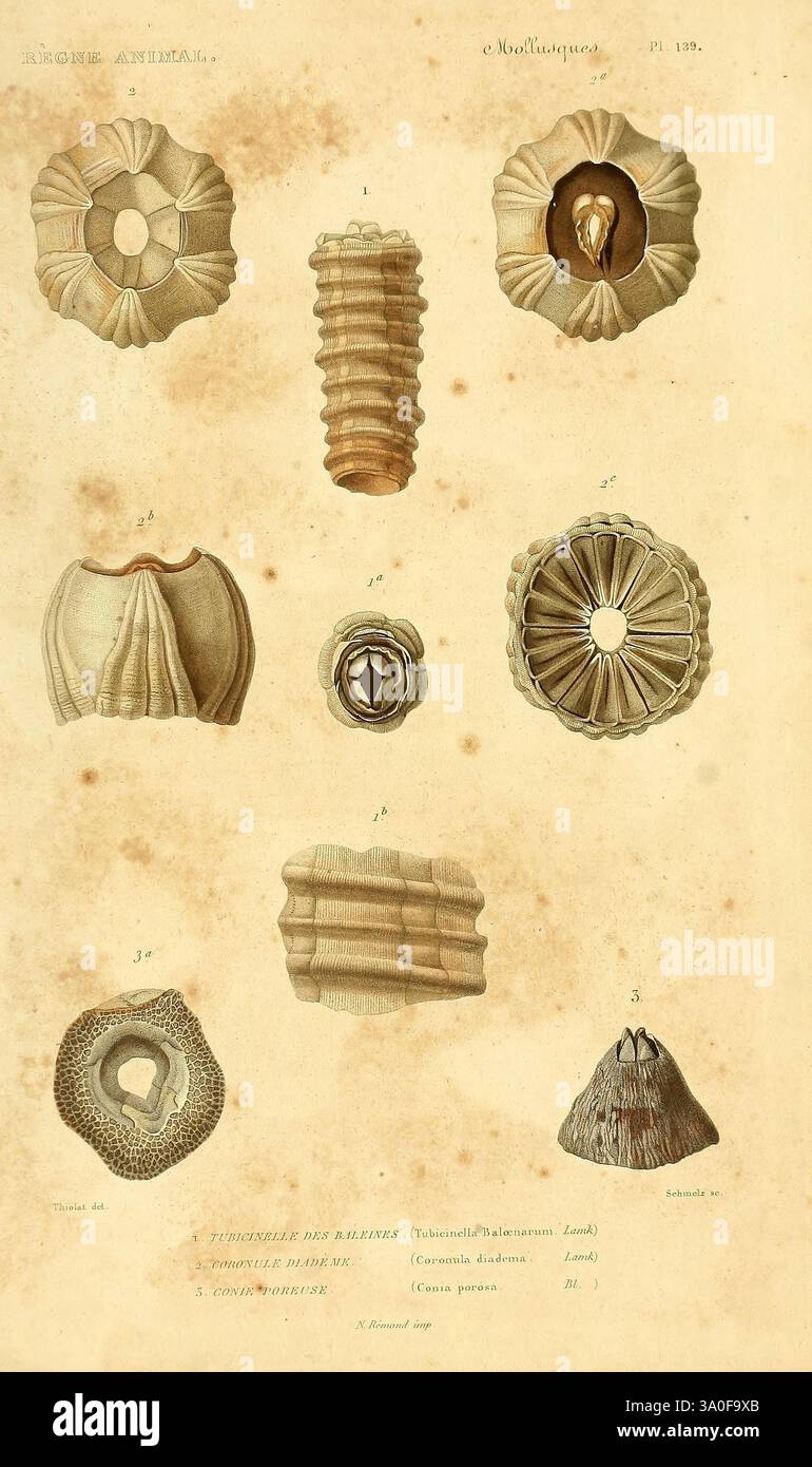 Range of shell structures hi-res stock photography and images - Alamy