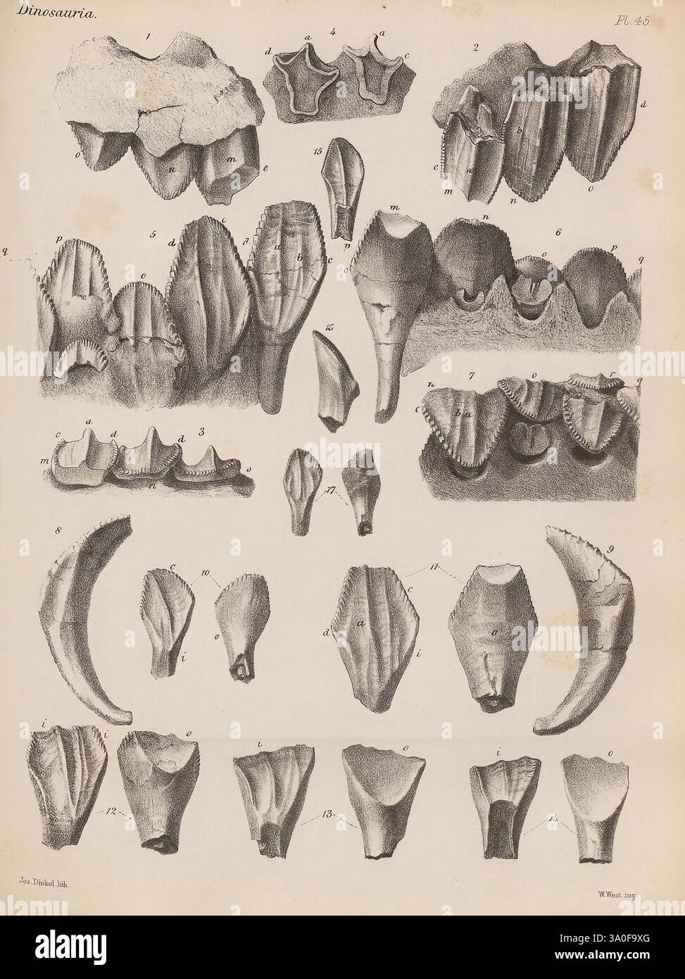 Various prehistoric marine creatures hi-res stock photography and ...