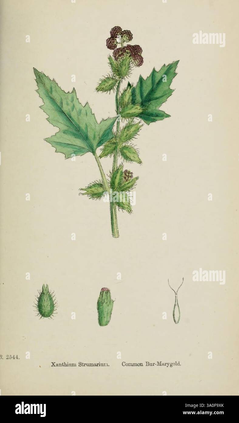 Common bur marigold hi-res stock photography and images - Alamy