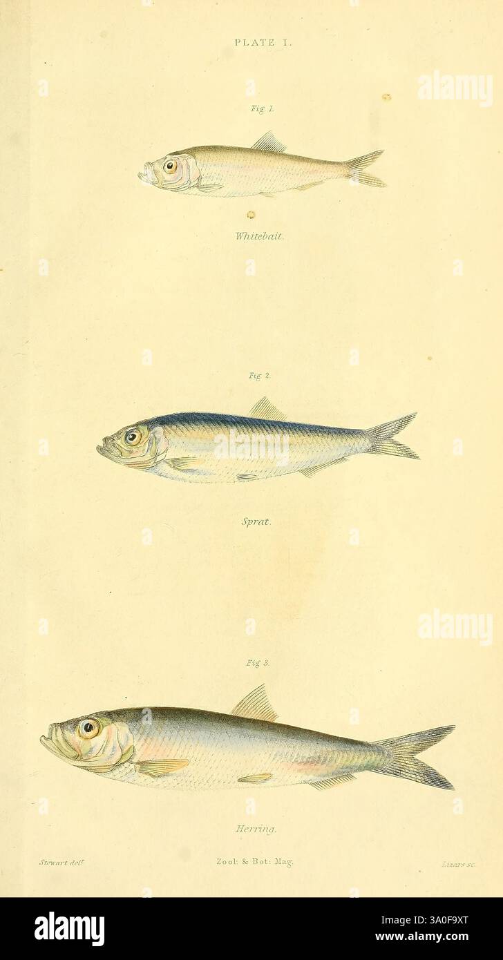 Magazine of Zoology and Botany Edinburgh, Dublin, Botany, Natural ...