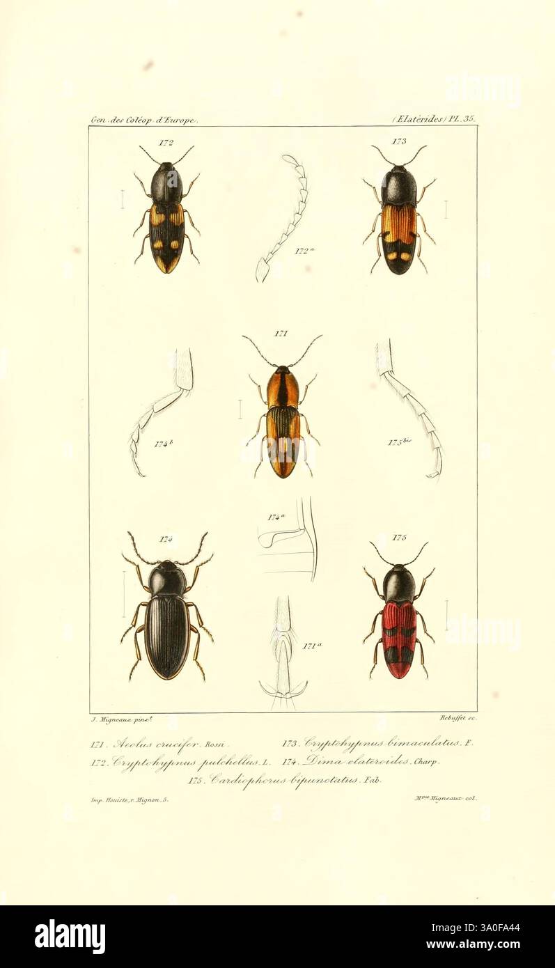 Genera, des, Coléoptères, d'Europe, Paris, Chez, A. Deyrolle, 1857-1868 ...