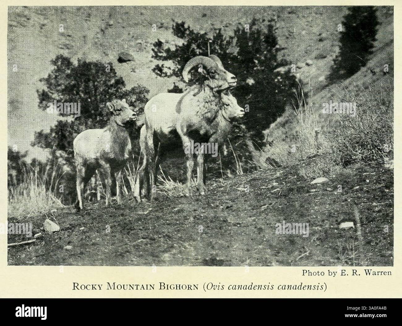 Field book of North American mammals, 1928, North America, Woods Hole ...