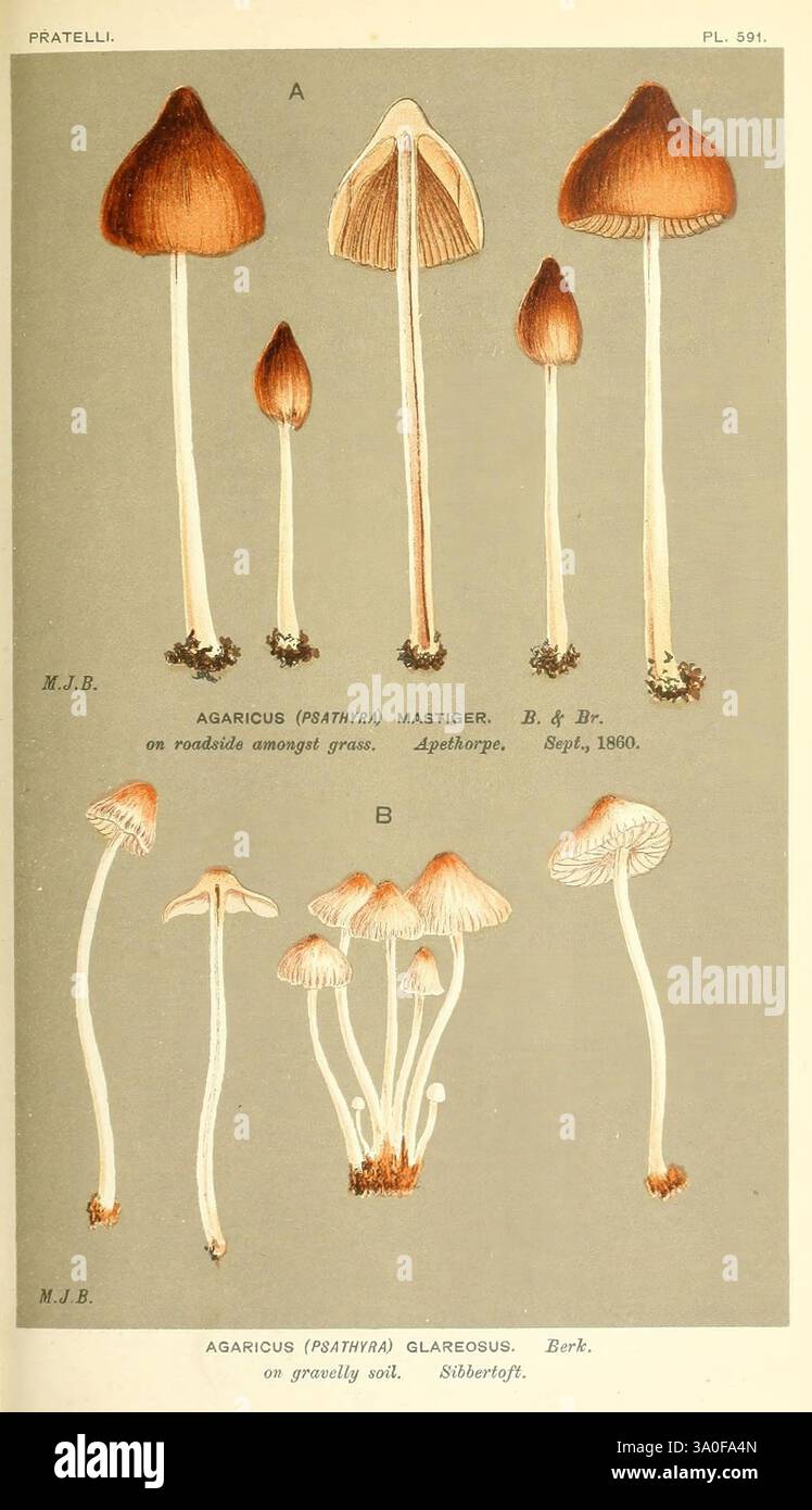 Showcases various stages of maturation of agaricus hi-res stock ...