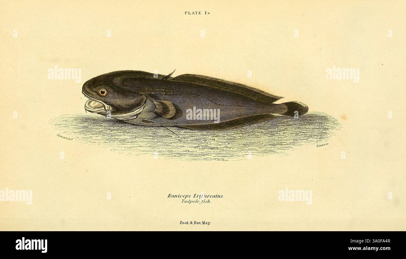 Magazine of zoology and botany, Edinburgh, Dublin, botany, natural ...