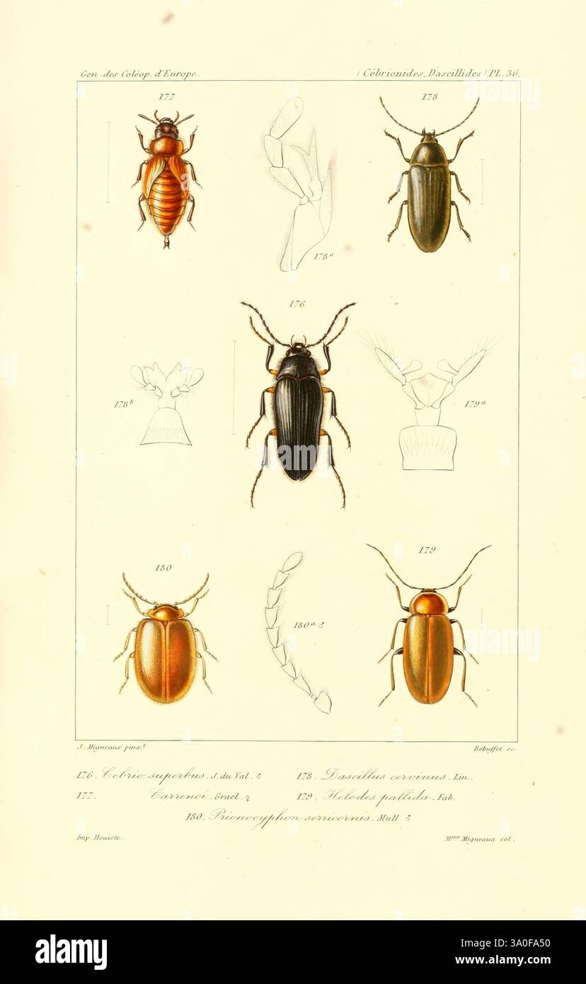 Genera, des, Coléoptères, d'Europe, Paris, Chez, A. Deyrolle, 1857-1868 ...