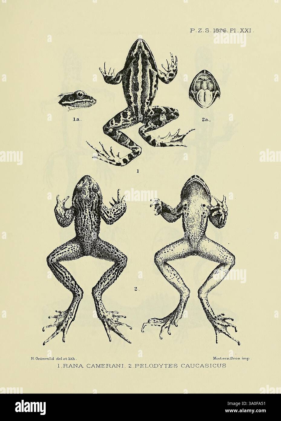 Main frog figure hi-res stock photography and images - Alamy