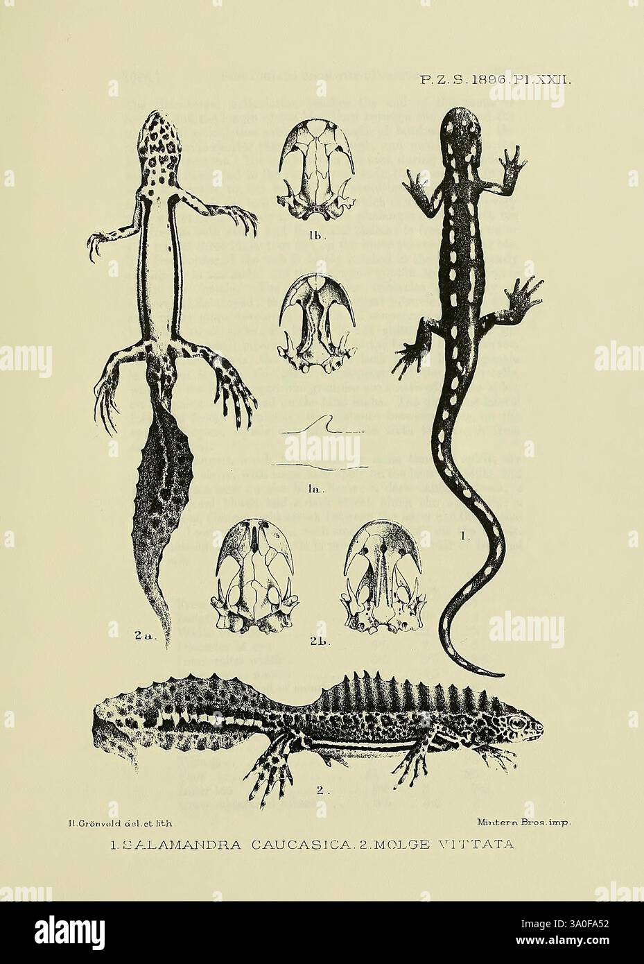 Differences in anatomy hi-res stock photography and images - Alamy