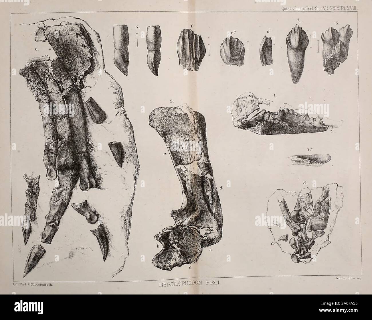 Detailed renderings of different bone structures hi-res stock ...