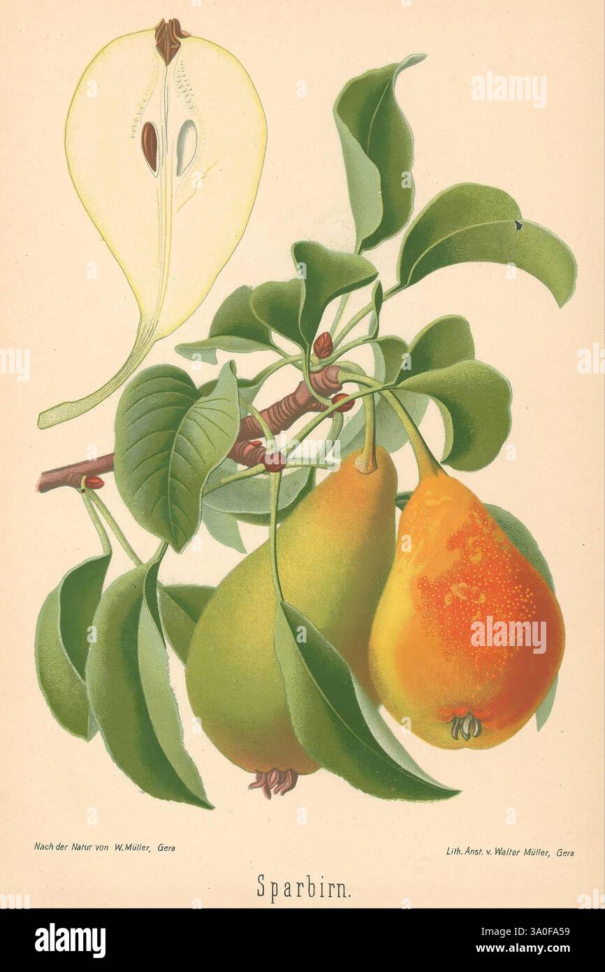 Aepfel, und, Birnen, Berlin, Paul, Parey, 1894, apples, Germany, pears ...