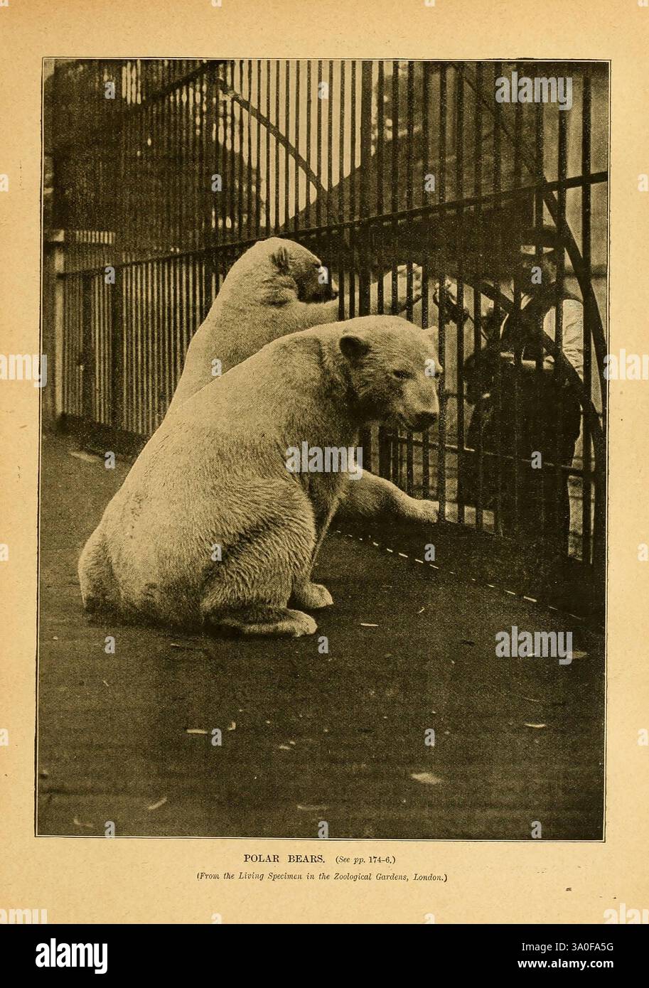 Cassell's Natural History London Cassell & Company, Limited, 1896 Bear ...